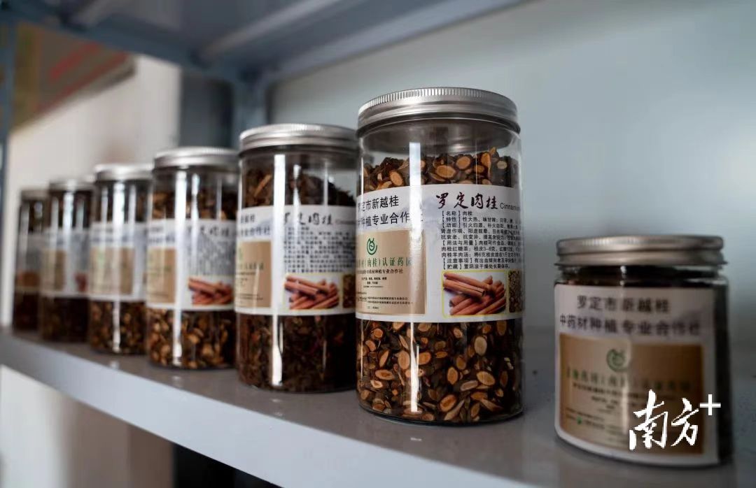 罗定连州：激发镇域新活力，从特色肉桂开始-罗定市人民政府门户网站